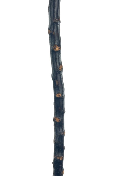 Thumb Walking Sticks & Wooden Sticks | Stick & Cane Shop