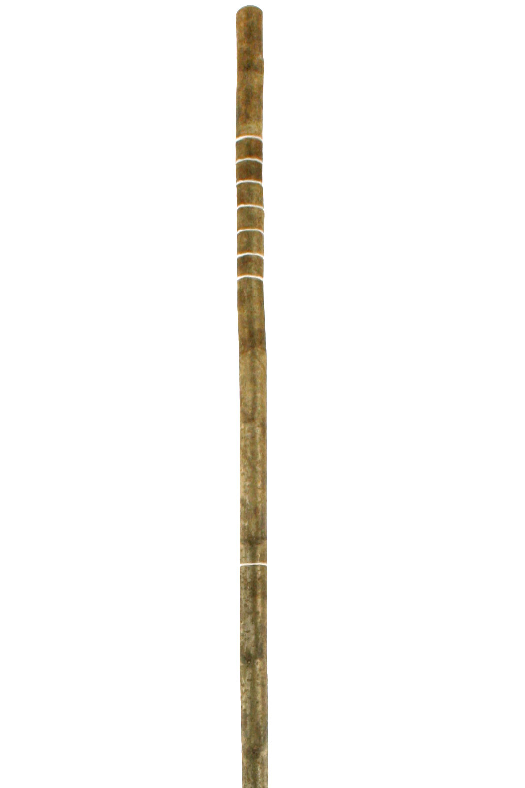 Hazel Scout Stave with Traditional Depth Markings | Stick & Cane Shop
